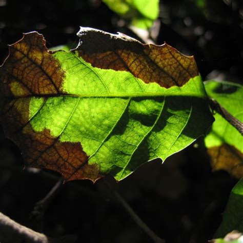 Reproductive Structures Of The Phytophthora The Asexual A Sporangia
