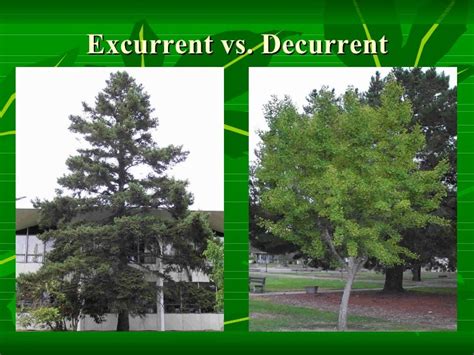Isa Pruning