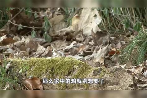 黄鼠狼成功捕杀海鸥却被人类出手抢夺让人意外的画面出现了