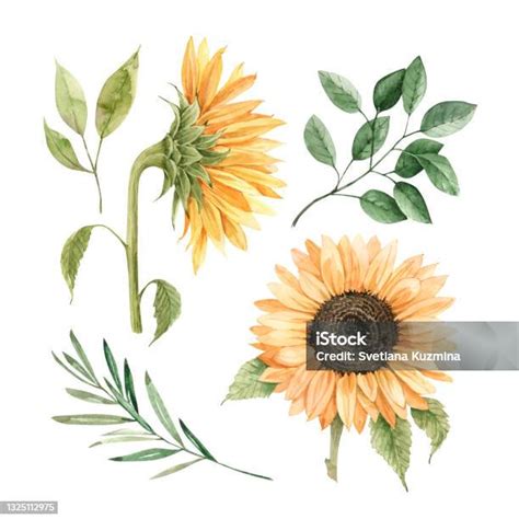 수채화 노란 꽃 해바라기 녹색 식물과 흰색 배경에 잎 손으로 그린 세트 해바라기에 대한 스톡 벡터 아트 및 기타 이미지 해바라기 예술 일러스트레이션 Istock