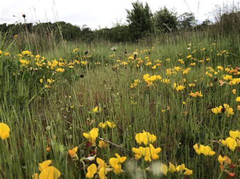 Differences Between Bng Metric And Ukhab Habitats