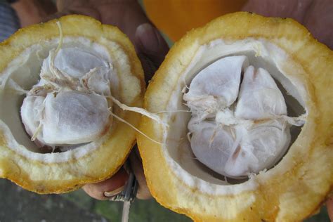 Was Cacao Used By Maya Artifacts Shed Some Clues Popular Science