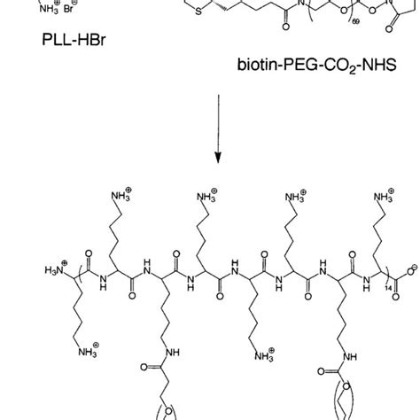 Schematic Drawing Of The Synthesis Of The Graft Copolymer Download