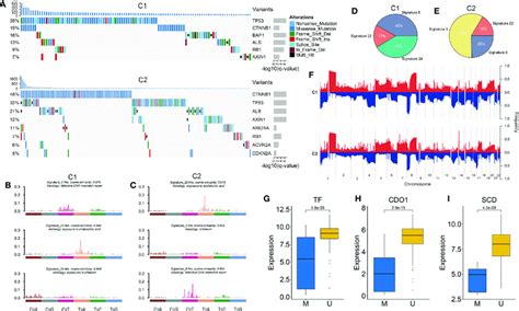 a the waterfall plot of significantly mutation genes in the two