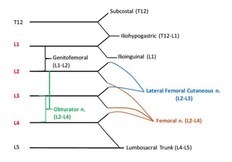 Sacral Plexus Drawing