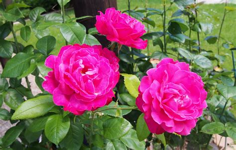 Fotos Gratis Flor Pétalo Rojo Rosado Floribunda Flores Rosadas Rosal Planta Floreciendo