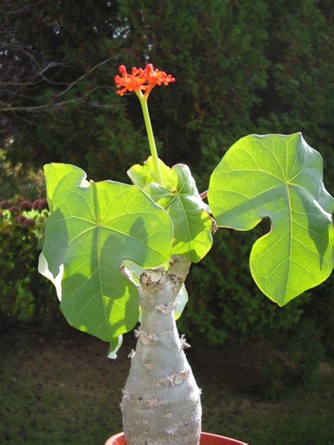 Jatropha — Wikipédia