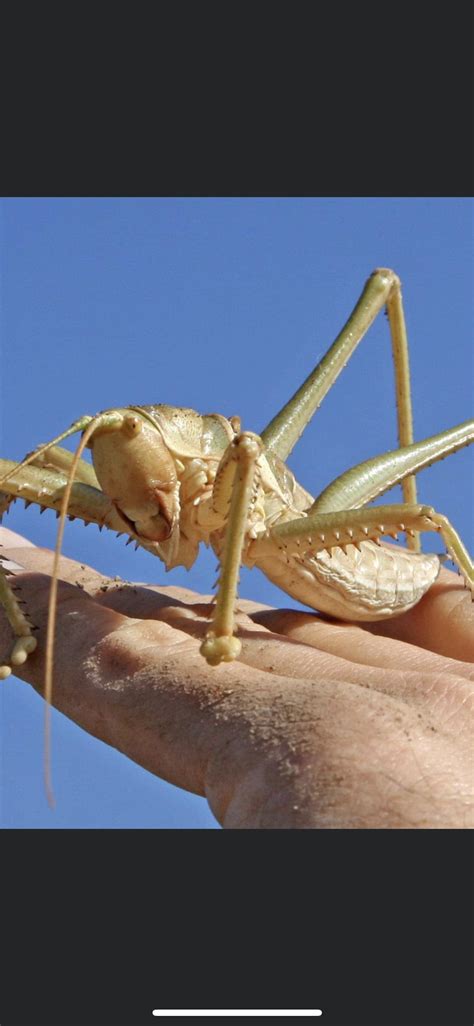 The Israeli “great Saga” The Biggest Grasshopper We Got Oh Yeah And He