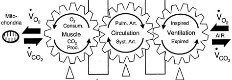 Cropped Whipp And Wasserman The Physiology Academy