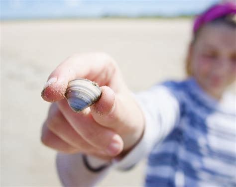 Pipi Australian Photography