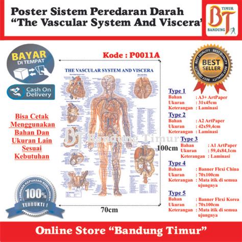 Jual Poster Sistem Peredaran Darah The Vascular System And Viscera
