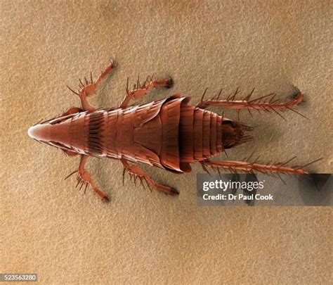 Microscopic Flea Photos And Premium High Res Pictures Getty Images