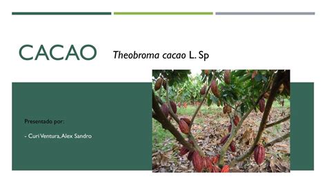 1 Introducción Al Cultivo De Cacao Preuny Udocz