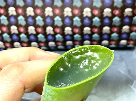 나의 반려식물 알로에베라