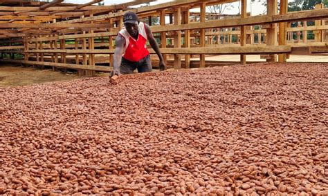 Kongo Central Production durable et qualité combinées Mole Groupe relance la filière