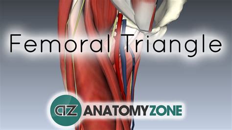 Femoral Triangle