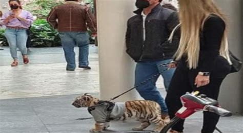Este castigo recibiría la mujer que paseó a tigre en plaza de CDMX