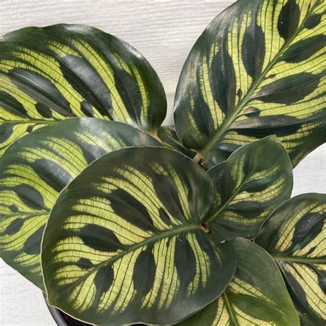 Calathea Peacock 200mm Pot Formosa Gardens Nursery Ballarat