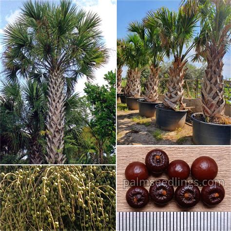 Sabal Palmetto Seeds For Sale PalmSeedlings