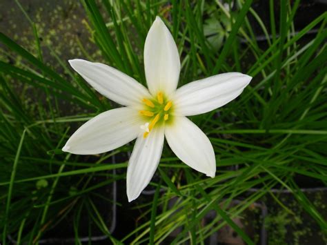 Zephyranthes Candida Rain Lily Peruvian Swamp Lily Devon Pond Plants