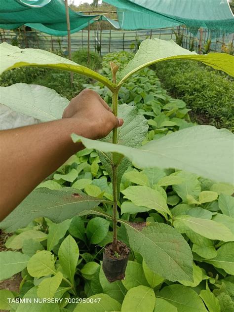 Indian Red Teak Wood Plant Plastic Type 5 7 Sizes At Rs 15 In Hojai