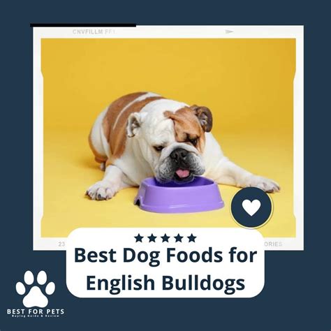 The 10 Best Dog Foods For English Bulldogs Of 2023