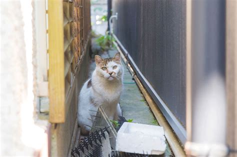高まる「殺処分ゼロ」――猫の引き取り数と殺処分数が合わない理由 日刊spa