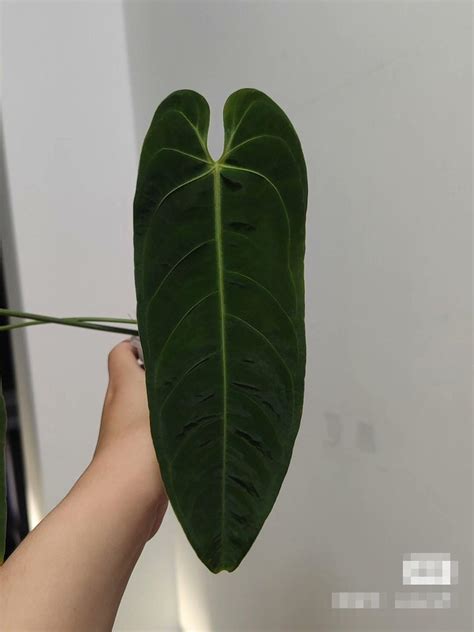 Need Help Identifying Anthurium Rhouseplants
