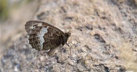 국내 유일 한라산에만 서식하는 산굴뚝나비 생태 연구