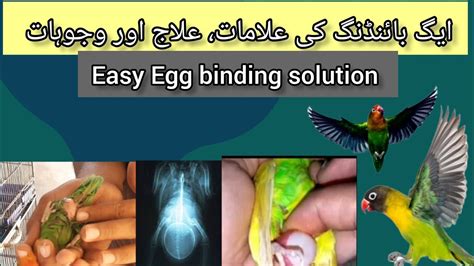 Egg Binding Issue In Love Birds Symptom Treatment How To Remove