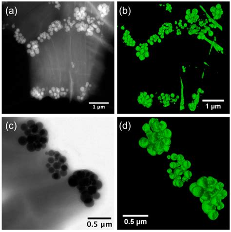 Minerals | Special Issue : Biomineralization: Towards a Unification of ...