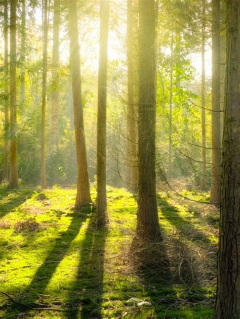 Why Are Trees Good For The Environment Nayturr