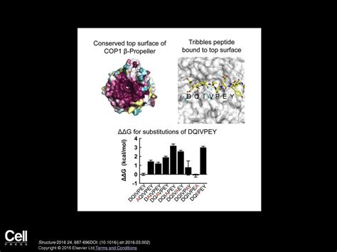 Structural Basis For Substrate Selectivity Of The E3 Ligase Cop1 Ppt