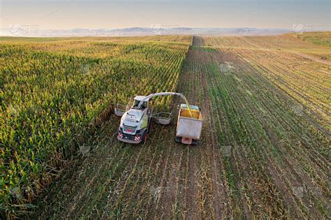 玉米收获与饲料收获机在田野，鸟瞰图。收割玉米用于农业和青贮。