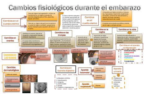 GinecologÍa Y Obstetricia Cambios Fisiológicos Durante El Embarazo
