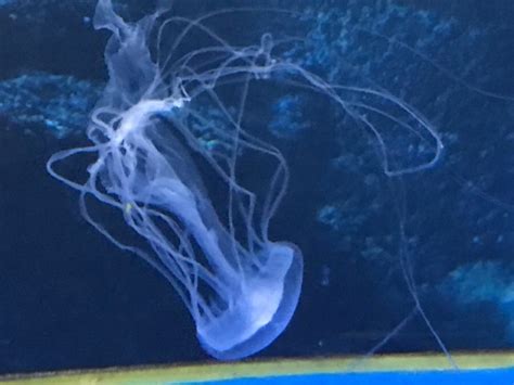 말레이원앙해파리 네이버 블로그