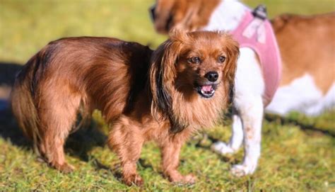 11 Most Vocal Dog Breeds Meet The Most Talkative Dogs