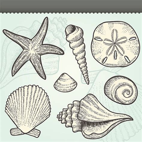 Sand Dollar Drawing