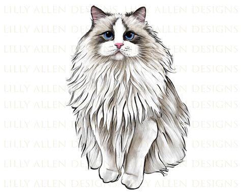 Ragdoll Cat Png Cat Png Ragdoll Cat Sublimation Design Hand Drawn