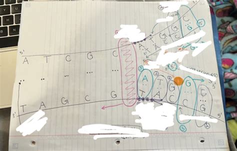 Replication Fork Diagram Flashcards Quizlet Replication Fork Diagram Flashcards Quizlet