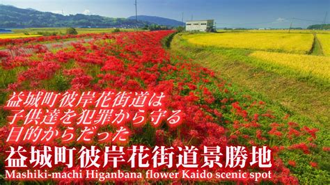益城町彼岸花街道 子供達を犯罪から守る目的からだった Youtube