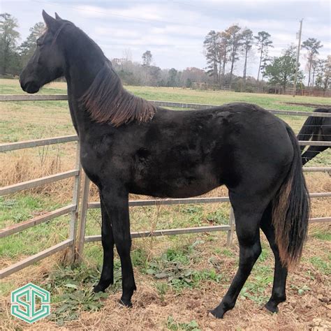 46 Stars Lucky Charm 22300090 A Fall Yearling Filly Sired By Wgc