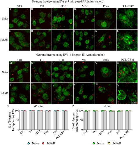 Frontiers Intranasally Administered Extracellular Vesicles From Human