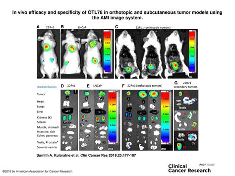 In Vivo Efficacy And Specificity Of Otl78 In Orthotopic And