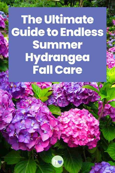 Endless Summer Hydrangea Fall Care Ultimate Guide Hydrangea Love