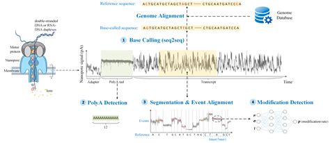 Nanobaselib
