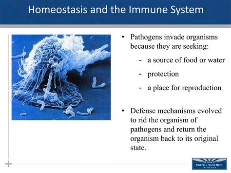 Evolution Of The Immune Systempptx