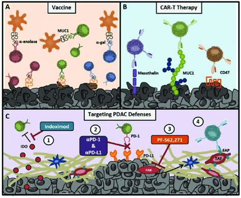 Advances In Immunotherapy Informed By Genomic Analysis Of Pdac Tumors Download Scientific