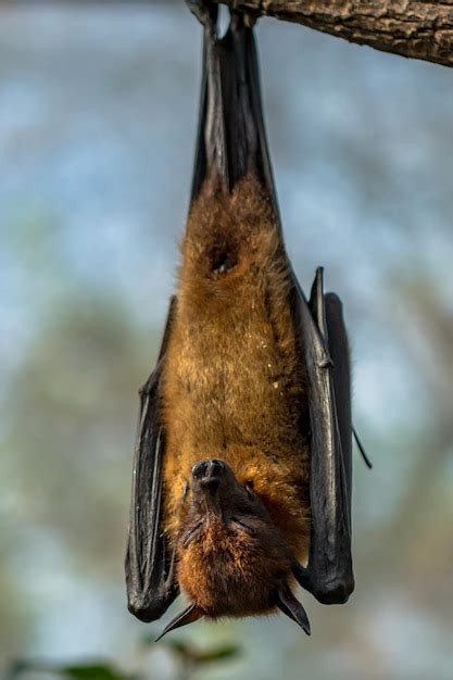 91000 Mongoose Bat Pictures
