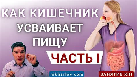 Как работает тонкий кишечник. Всасывание: Жирорастворимые витамины А,D3 ...